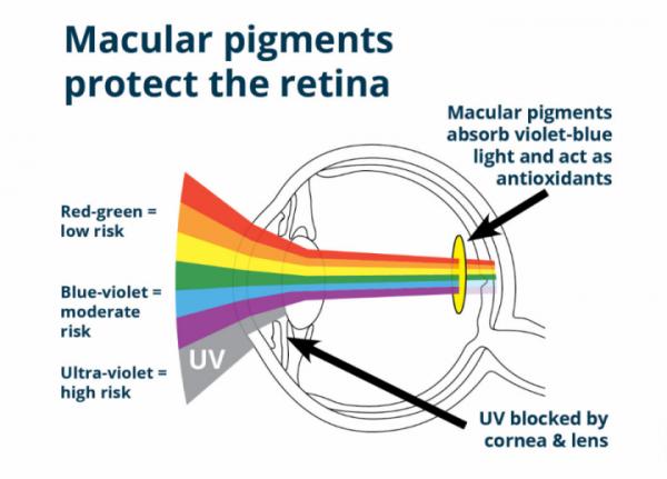 Protecting your eyes. Preventing macular degeneration.: Blog ...